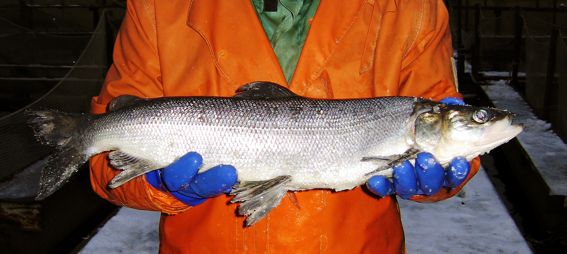 Species – ARCTAQUA