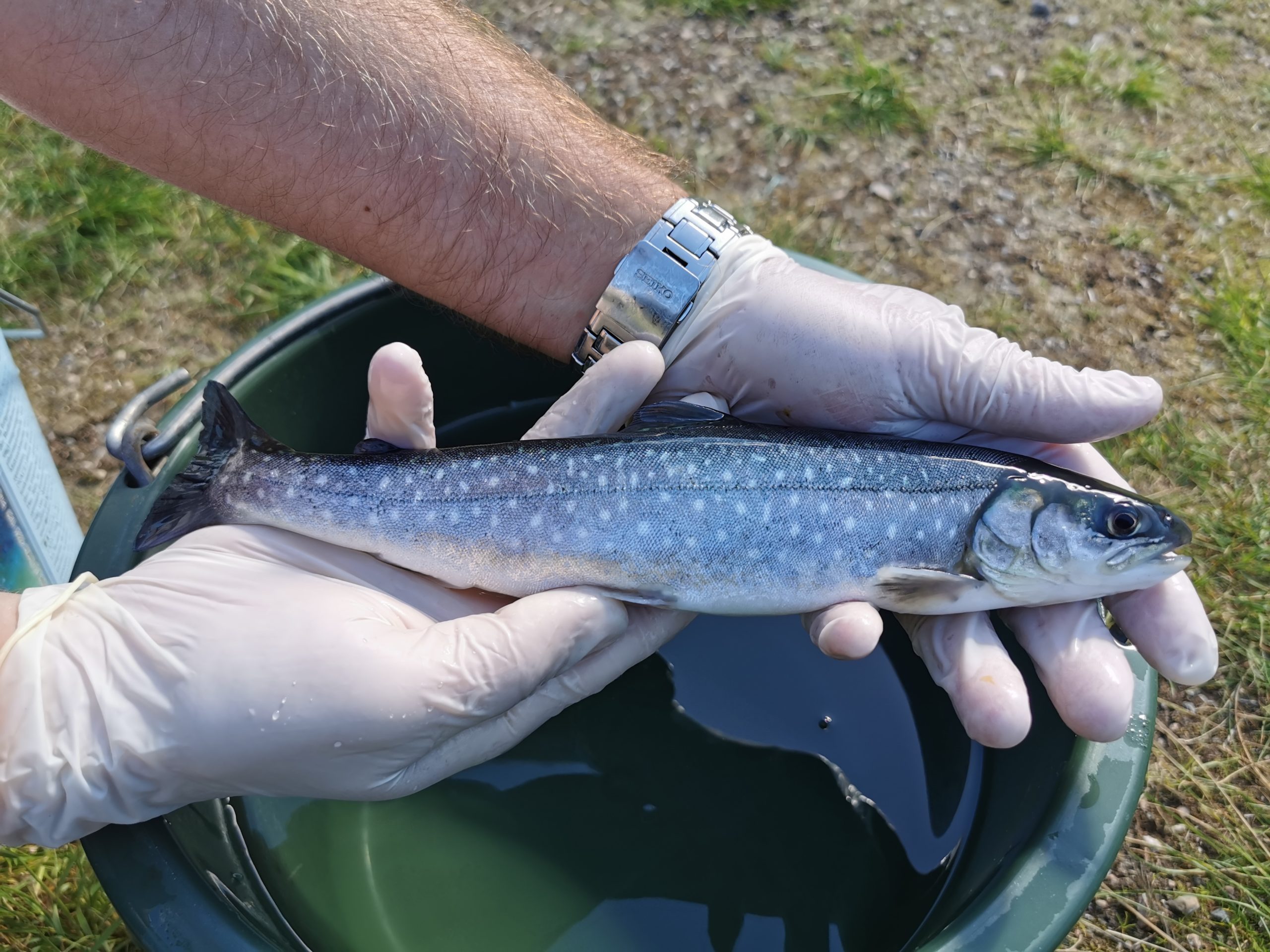 Started trials at Sigerfjord Fisk AS – ARCTAQUA